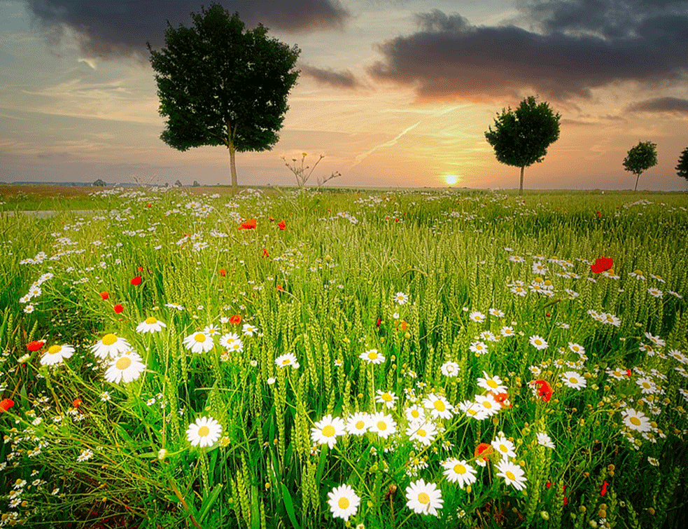 Agroinfo | Medijski portal