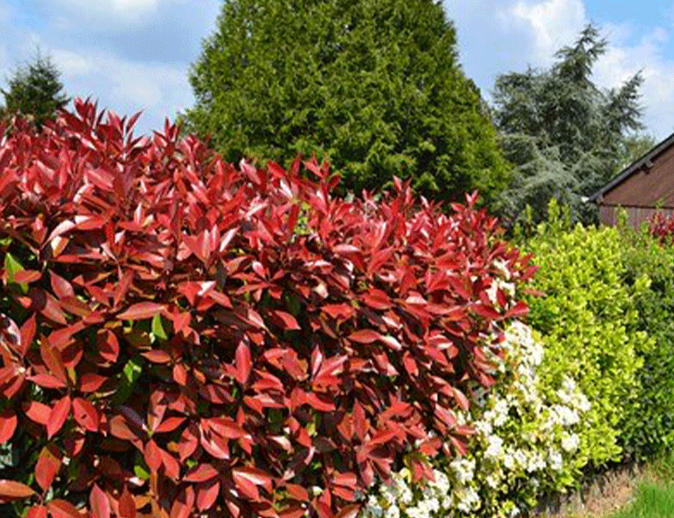 Agroinfo | Medijski portal