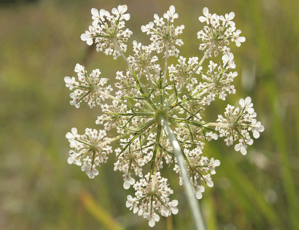 Agroinfo | Medijski portal