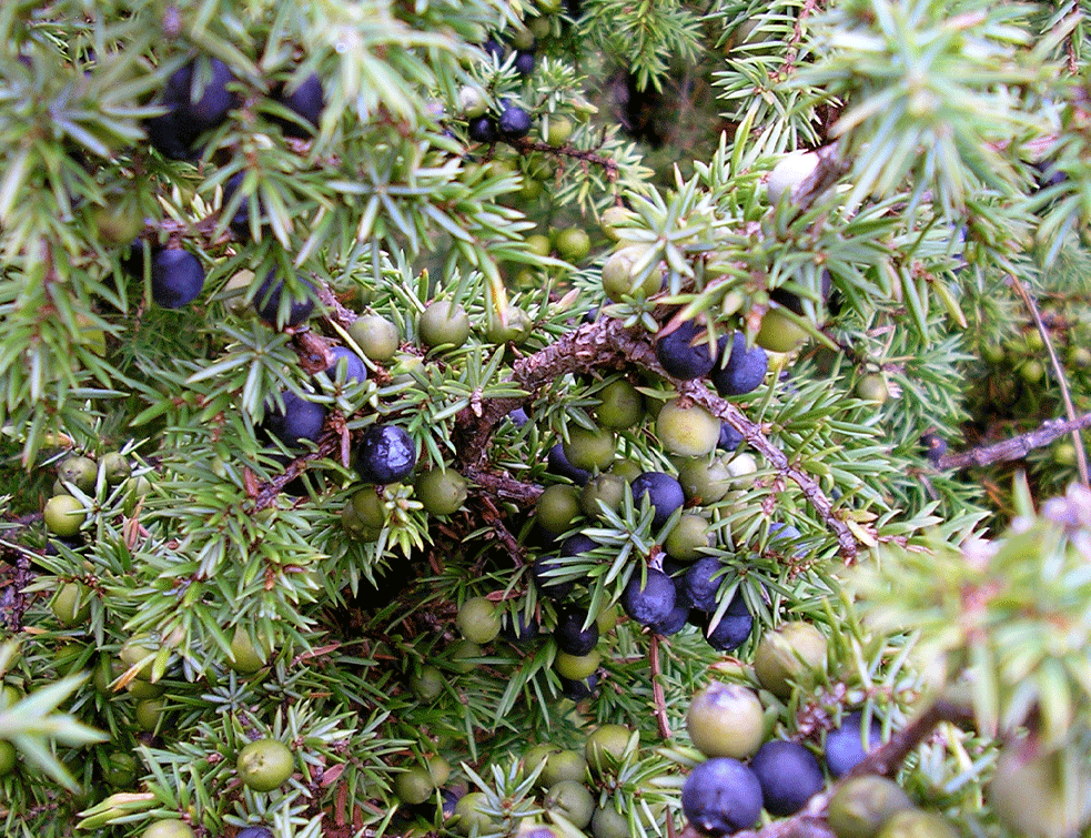 Agroinfo | Medijski portal