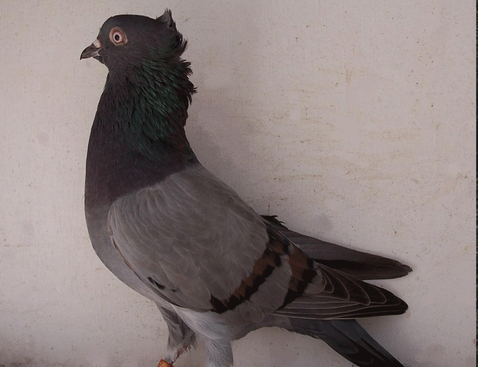 Agroinfo | Medijski portal