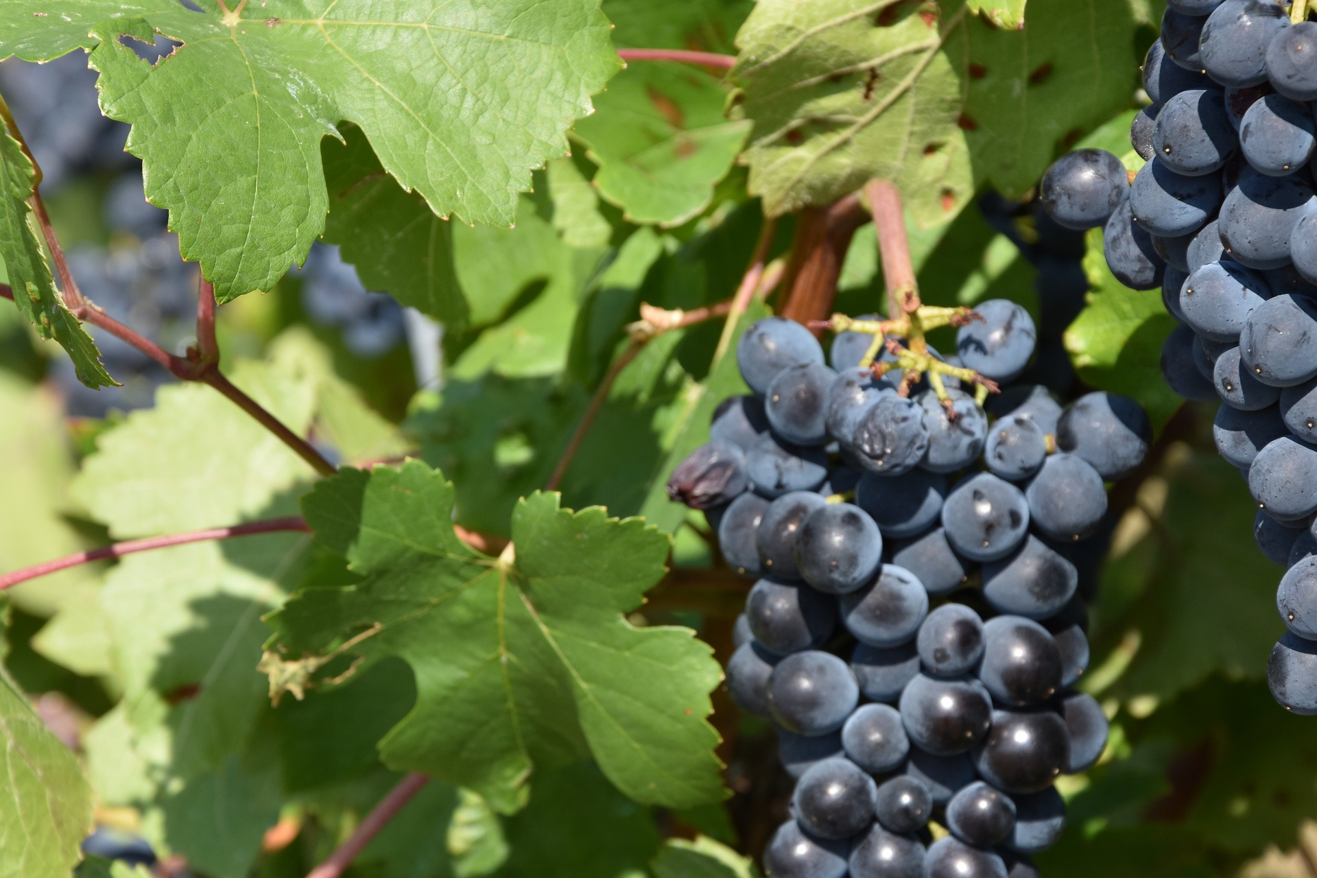 Agroinfo | Medijski portal