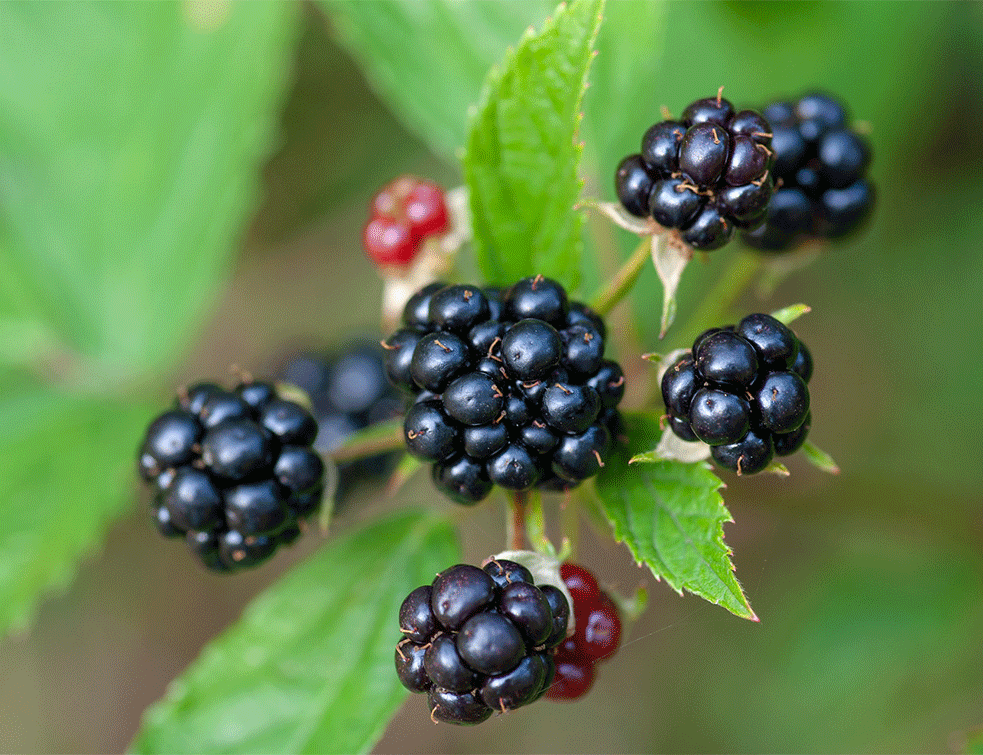 Agroinfo | Medijski portal