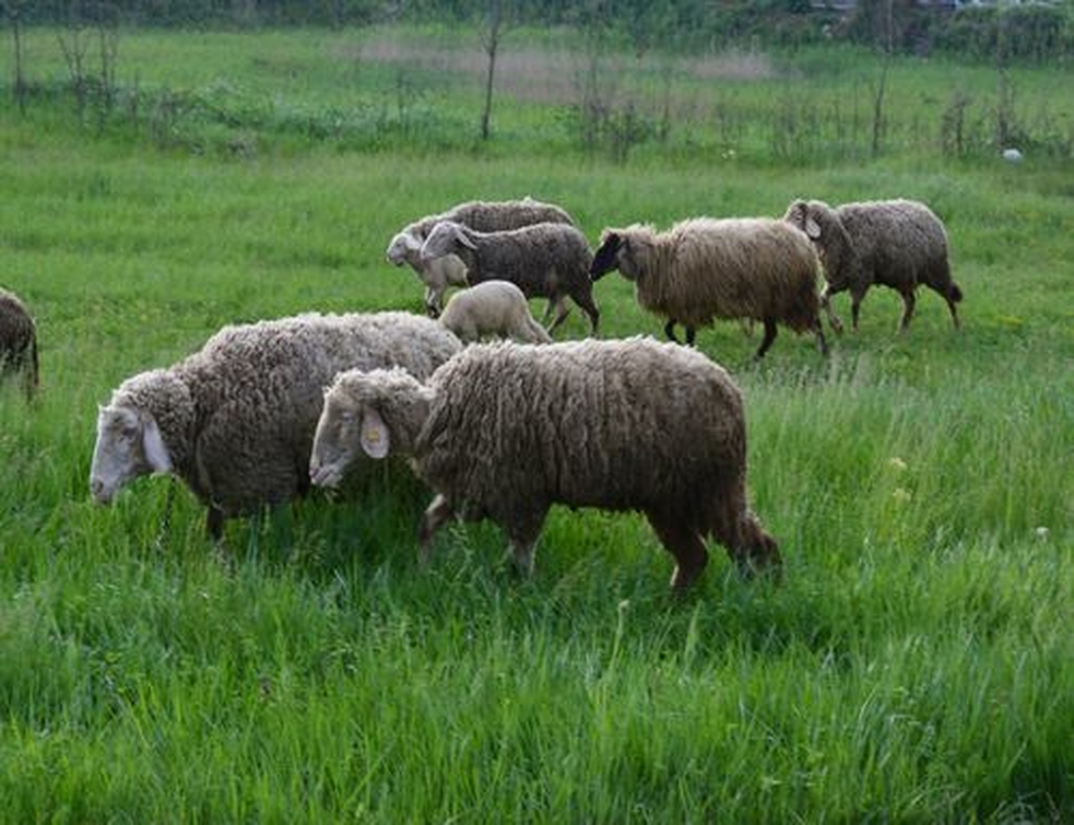 Agroinfo | Medijski portal