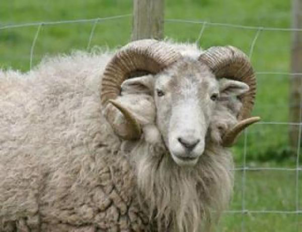 Agroinfo | Medijski portal