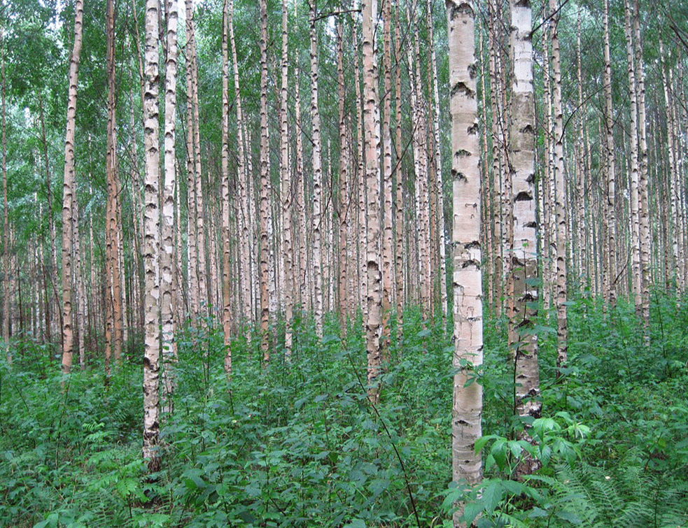 Agroinfo | Medijski portal