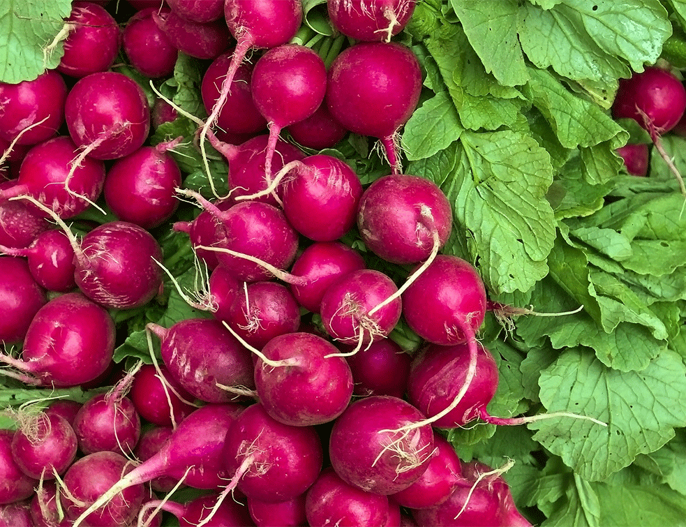 Agroinfo | Medijski portal