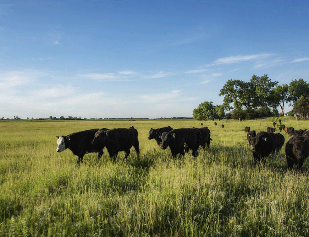 Agroinfo | Medijski portal