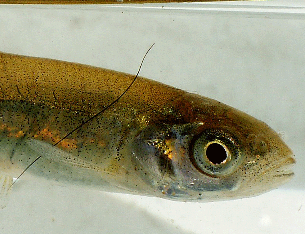 Agroinfo | Medijski portal