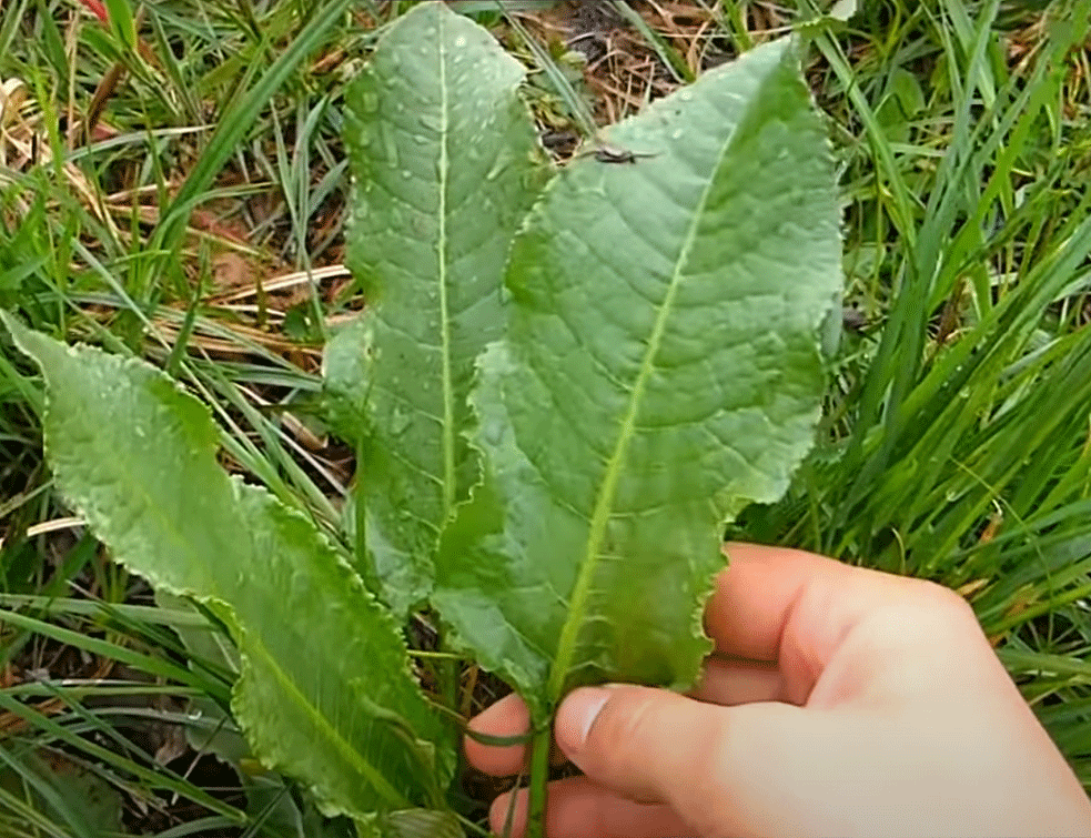 Agroinfo | Medijski portal