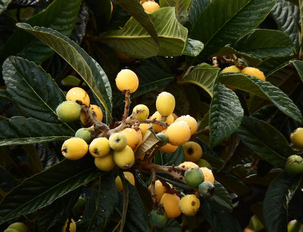 Agroinfo | Medijski portal