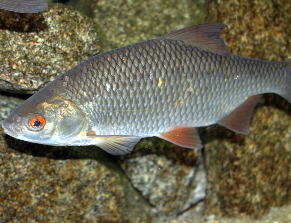 Agroinfo | Medijski portal