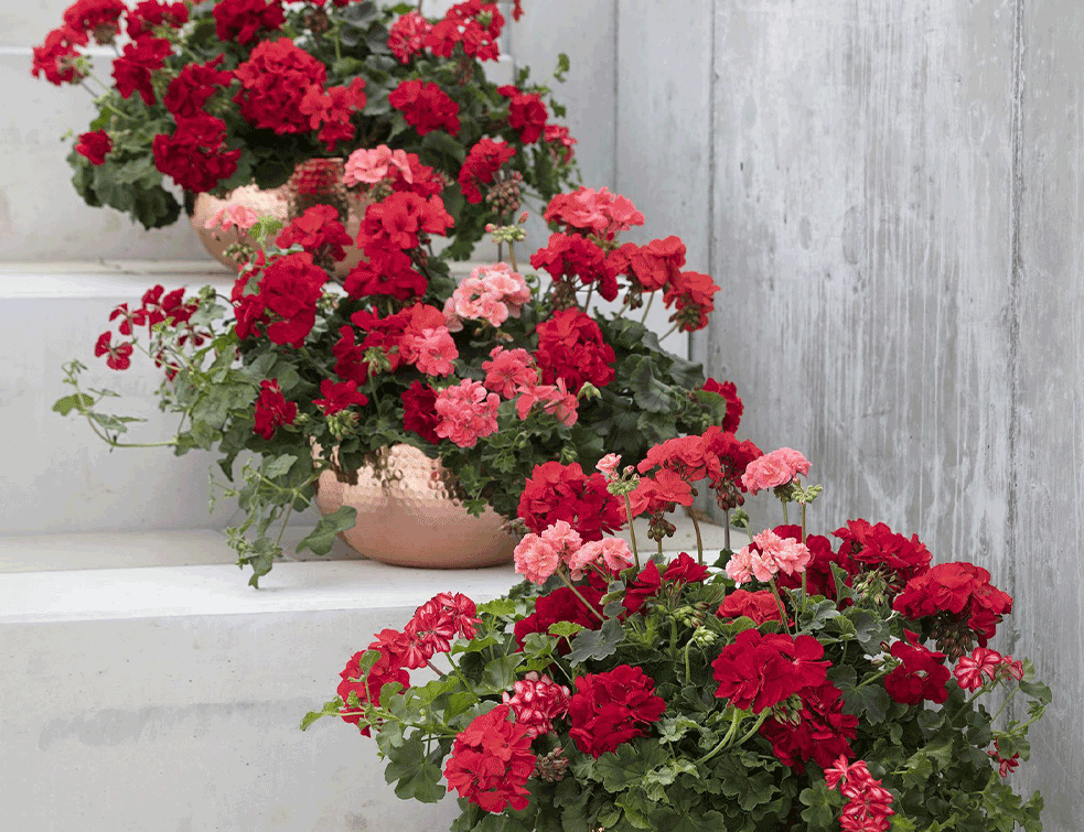 Agroinfo | Medijski portal